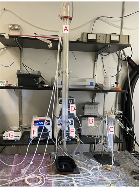Ex Vivo Hepatic Perfusion Through The Portal Vein In Mouse Scientific