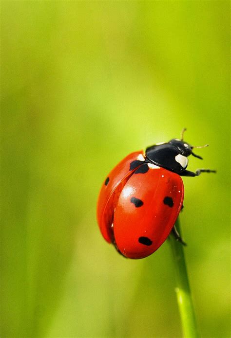 100 Ladybug Wallpapers