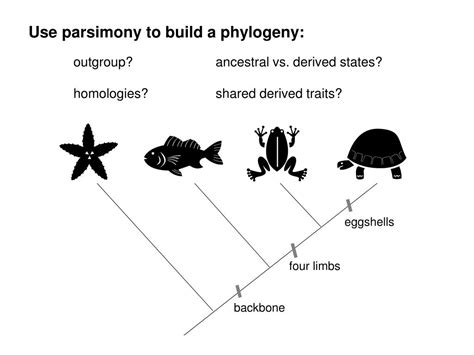 Ppt Inferring Phylogenies Closely Related Species Should Have Traits In Common Powerpoint