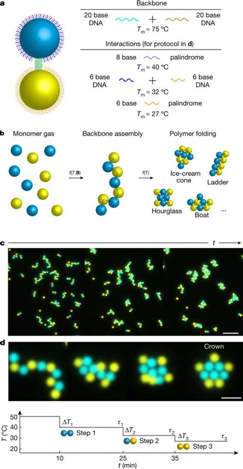 Самосглобяването на частици е издигнато на ново ниво имитирайки биологията Физика