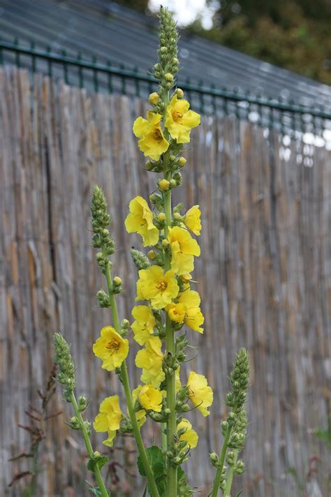 100 Free Mullein And Nature Images Pixabay