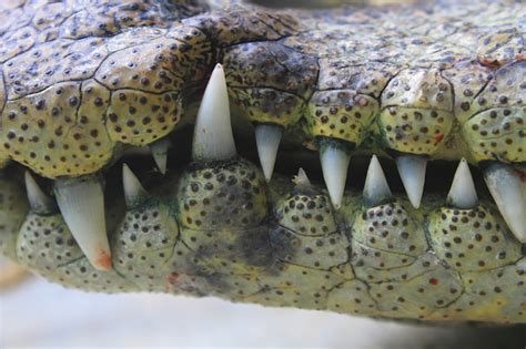 Premium Photo Mouth And Teeth A Crocodile