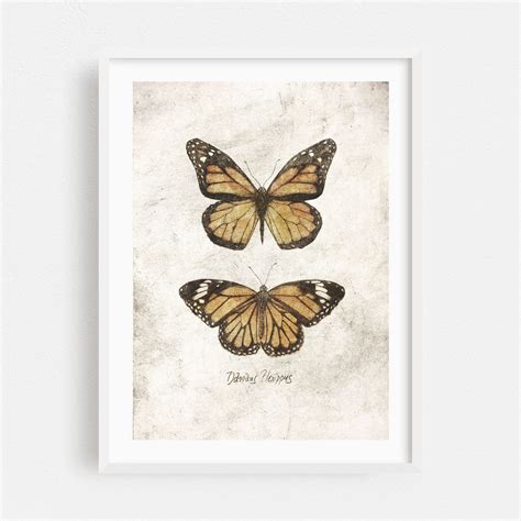 Butterflies Vi Drawing Butterfly Vintage Nature Botanical Insect
