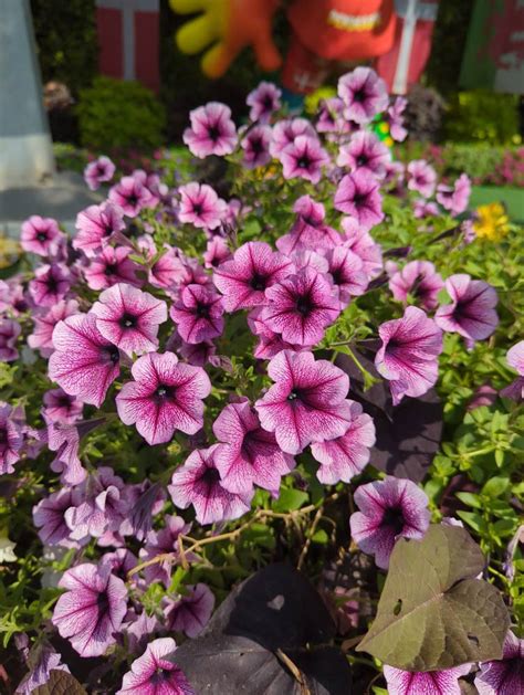 Fertilizing Petunias Getting Petunias To Bloom All Summer Long