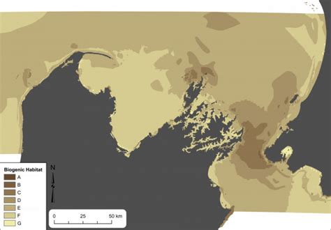 Biogenic Habitat Provision Te Tau Ihutop Of The South Sustainable