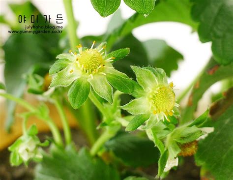 집에서 딸기키우기 씨앗부터 딸기 키우는방법 1편 네이버 블로그