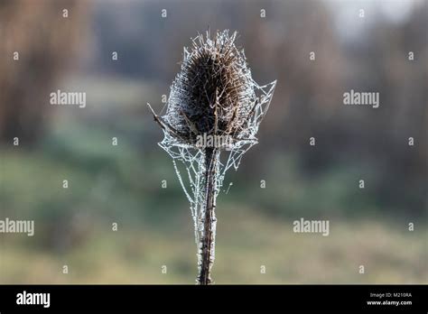 The Fog and the flower Stock Photo - Alamy