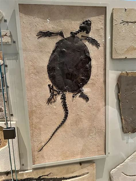 Turtle Bone In Matrix Prehistoricoregon