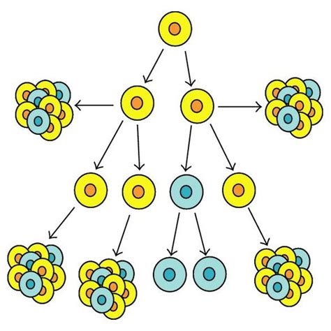 Models Of Heterogeneity In Solid Cancer Cells A The Clonal Evolution