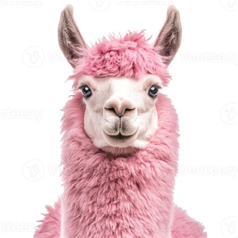 Cute Pink Llama Posing For A Fun Portrait 54584197 Png