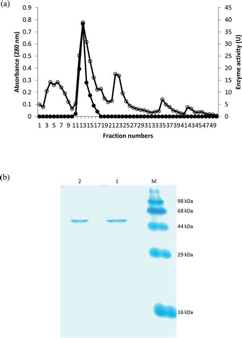 A Chromatography Of The Collagenolytic Protease From Pseudomonas Sp Download Scientific