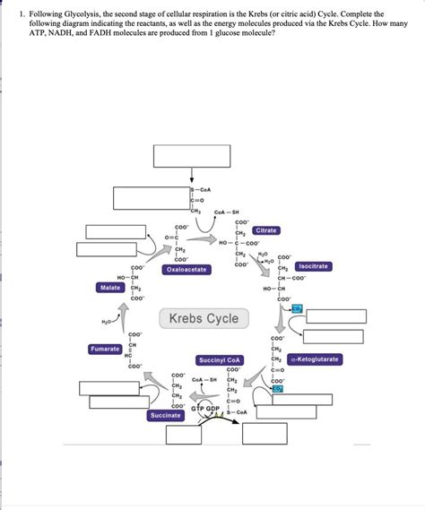 Glycolysis Citric Acid Cycle