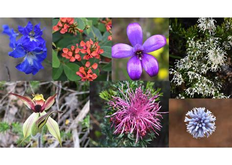 Kim Fletcher Knowing About Djilba The Noongar First Spring Wildflower Society Of Western