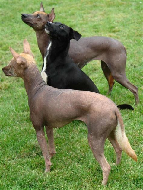 Xoloitzcuintli Toy Miniature And Standard K9 Research Lab