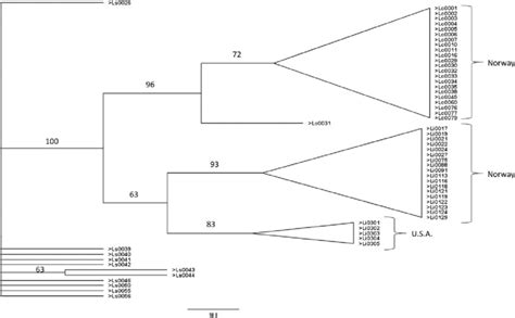 maximum parsimony mp bootstrap consensus tree of lucilia caesar lc