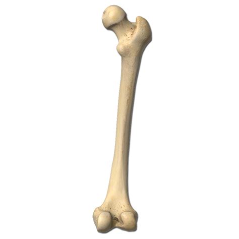 Femur Labeling Quiz