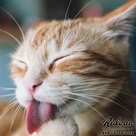 Kenapa Kucing Muntah Dan Apa Yang Harus Anda Lakukan