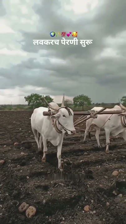 शेतकरी राजा माणूस कष्टाळू 👑💪🏻🌎💯🔝😎🙏🏻🦅 Youtube