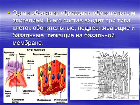 Анатомия ЦНС. Орган обоняния - online presentation