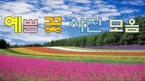 예쁜 꽃 사진 모음 1 알록달록 너무나 예쁜 꽃 사진 구경하고 가세요ㅎ Youtube