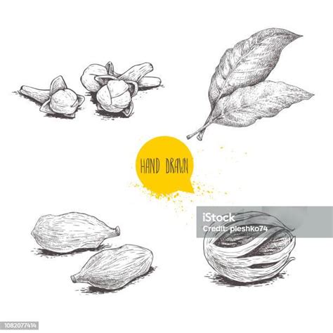 손으로 그린된 스케치 향신료 세트 베이 잎 육 두 구 열매 Cardamoms와 정 향 허브 양념 및 향신료 벡터 그림을 흰색 배경에 고립 개체 그룹에 대한 스톡 벡터 아트