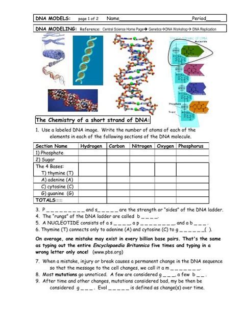DNA Model