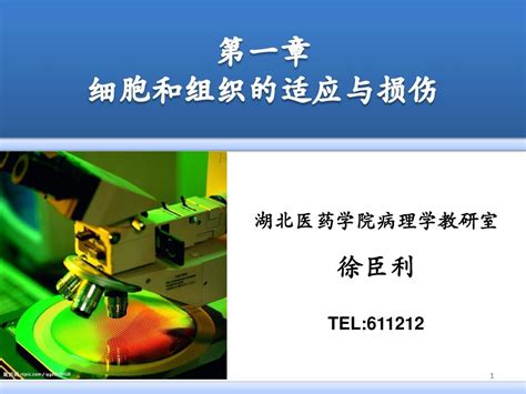 病理学 第八版 最新课件细胞和组织的适应与损伤 Word文档在线阅读与下载 无忧文档