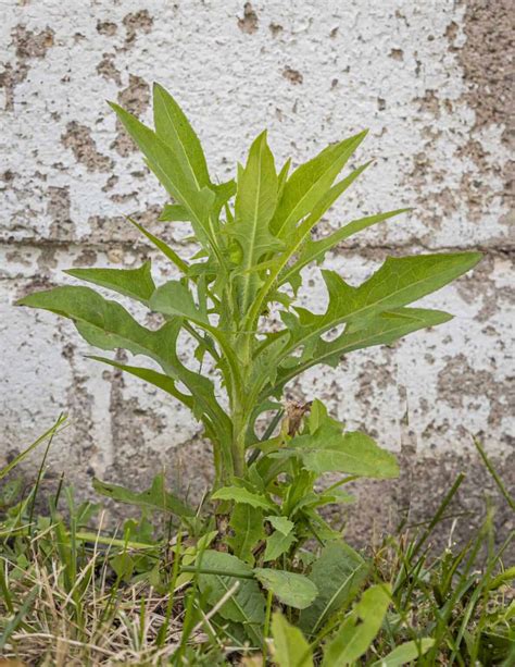 Foraging Wild Lettuce Identification Harvesting And Cooking