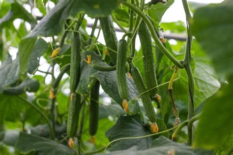 All About Japanese Climbing Cucumbers Minneopa Orchards