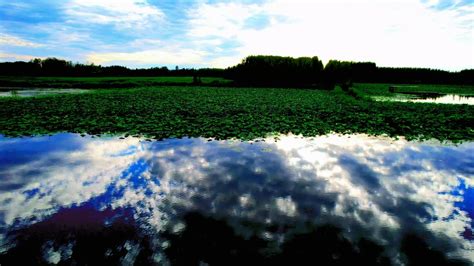 白洋淀绝美风景壁纸已上线！澎湃号·政务澎湃新闻 The Paper