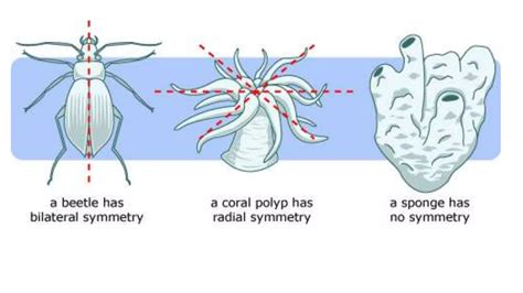 Classification Of Phylum Chordates Up To Class Pptx