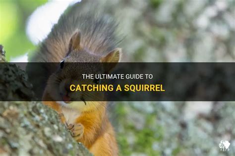 The Ultimate Guide To Catching A Squirrel | PetShun