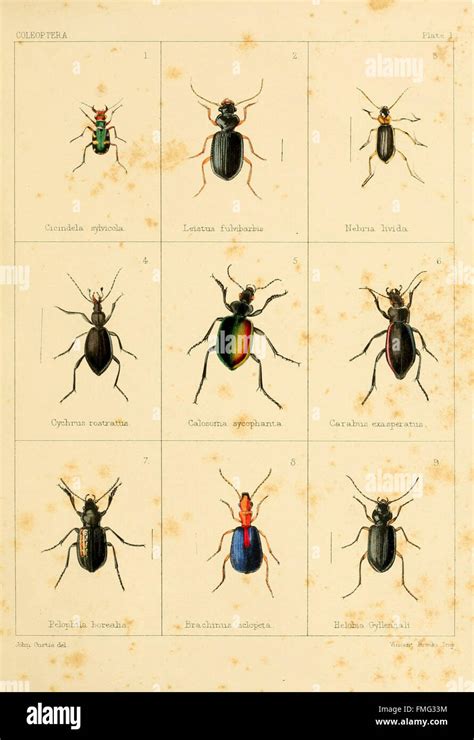 This Illustration From British Beetles Showcases A Variety Of Beetles Native To The United