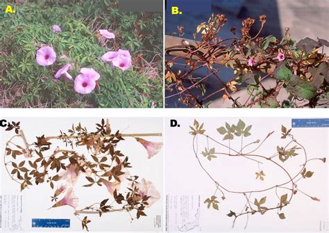 SS-AGR-480/AG476: Cannabis sativa Plant Identification and Its Look-Alikes