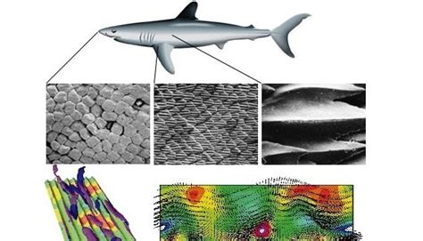 Shark Skin Surfaces For Fluid Drag Reduction In Turbulent Flow