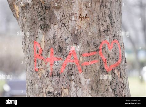 Letters And Symbols Engraved On A Trees Bark Stock Photo Alamy