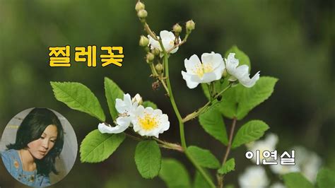 찔레꽃 이연실 1972 가사lyrics 【동요】 Youtube