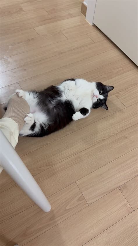 율무콩 율무가 그루밍해주는게 좋은 콩돌이 🤣🤣 Instagram