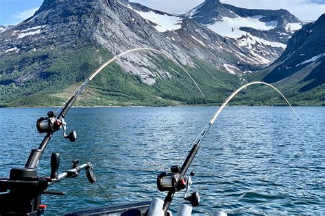 Arvik łowisko dorsza i halibuta w północnej Norwegii wyprawynaryby pl