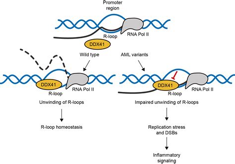 Project 2 Regulatory Interplay Between R Loops And Transcription 4r Rtg