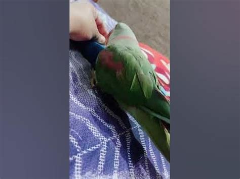 Bird Regurgitation Youtube