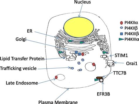 Phosphatidylinositol 4 Phosphate Alchetron The Free Social Encyclopedia