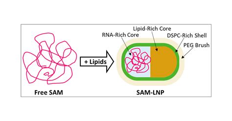 Morphological Characterization Of Self Amplifying Mrna Lipid Nanoparticles Acs Nano