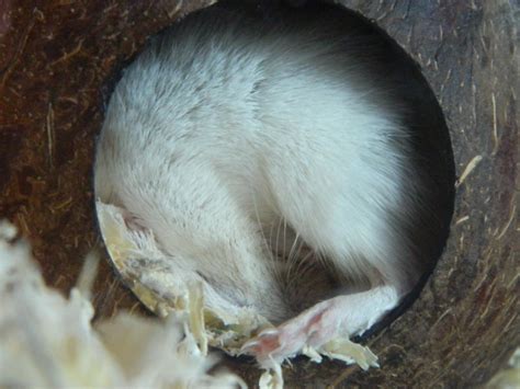 My Old Gerbil Being Cute