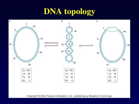 Dna Lecture