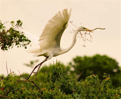 Nest Builder Galveston Art League