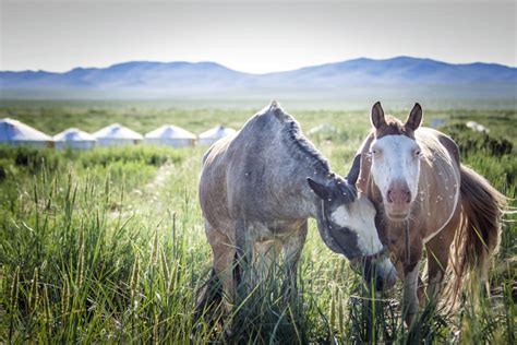 The Mongolian Horse In The Saddle
