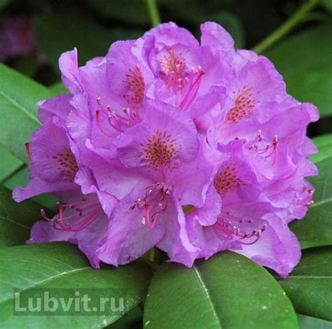 Рододендрон Grandiflorum (Катевбинский Грандифлорум) можно купить ...