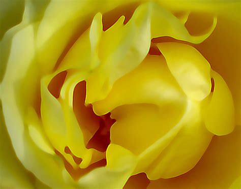 The Flower Of Compassion My Reuter Almanac