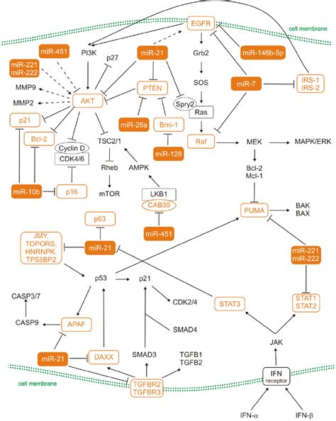 Mirnas Involved In Core Signaling Pathways Download Scientific Diagram
